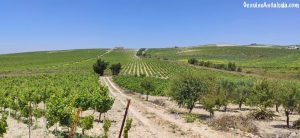 Sherry Triangle Tour | 3-day food & wine itinerary | Genuine Andalusia